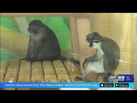 New primates make their debut at the Erie Zoo