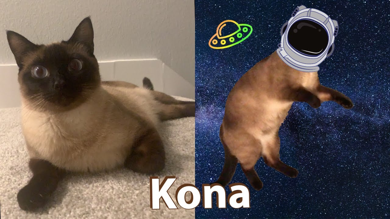Meet Kona (official meet) cute! - YouTube