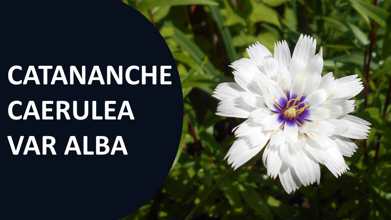 Catananche caerulea var alba - YouTube