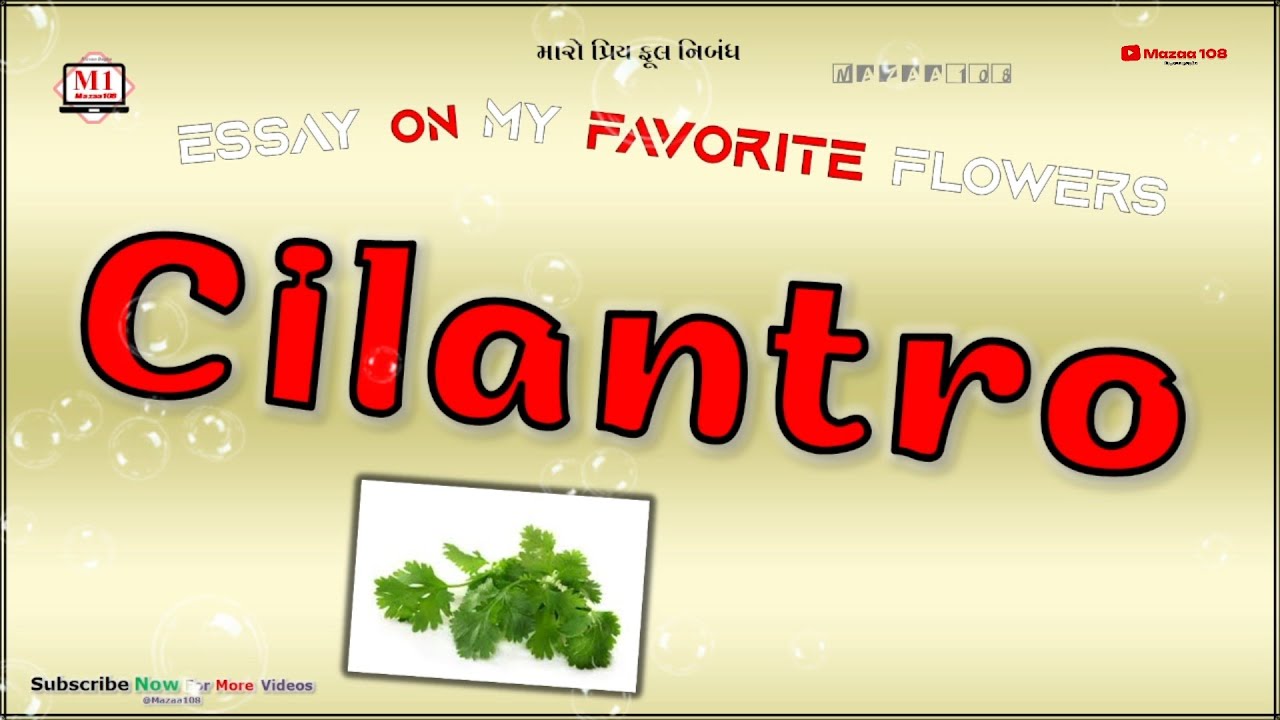 Cilantro Flower | Essay On Cilantro Flower | My Favorite Flower ...