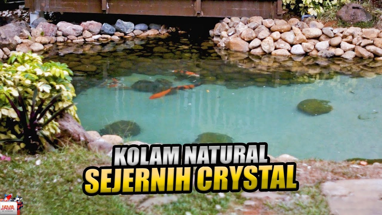 KOLAM KOI NATURAL POND JERNIH BEGINI! - YouTube