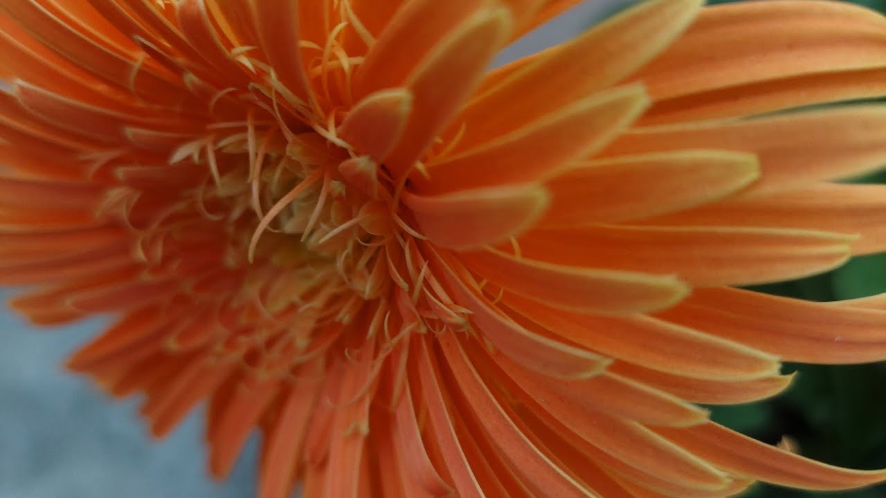 Flowers | Cinematic Video - YouTube