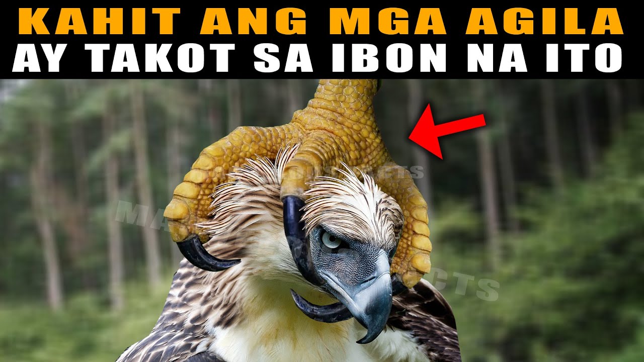 Kahit ang Malakas na AGILA ay iniiwasan ang IBON na ito | Eagles Are ...