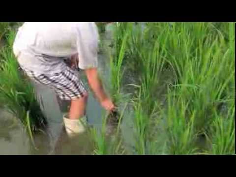 Taiwan Farm Part 1 (Rice Planting) - YouTube