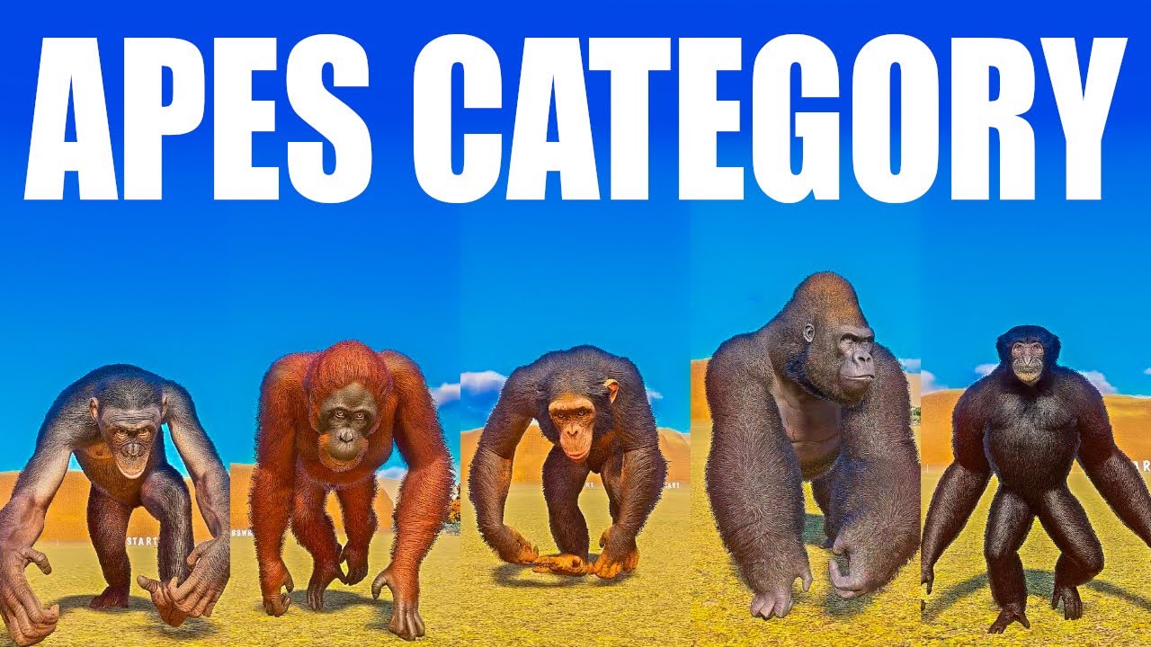 Apes Category Speed Races in Planet Zoo includes Bonobo, Bornean ...