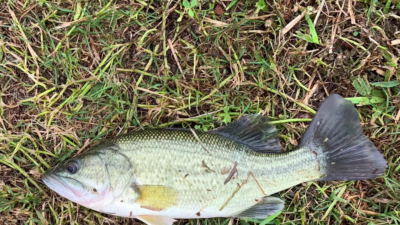 Fishing Keith Weiss park, part 2 - YouTube