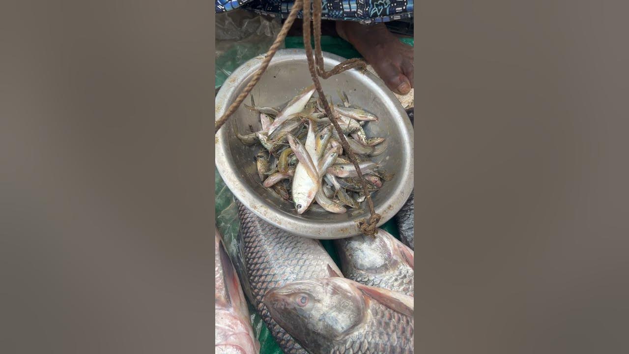 ଆସ ହାଟ ରୁ ଚୁନା ମାଛ କିଣିବା -Part2| Live River Fish, Odisha - YouTube