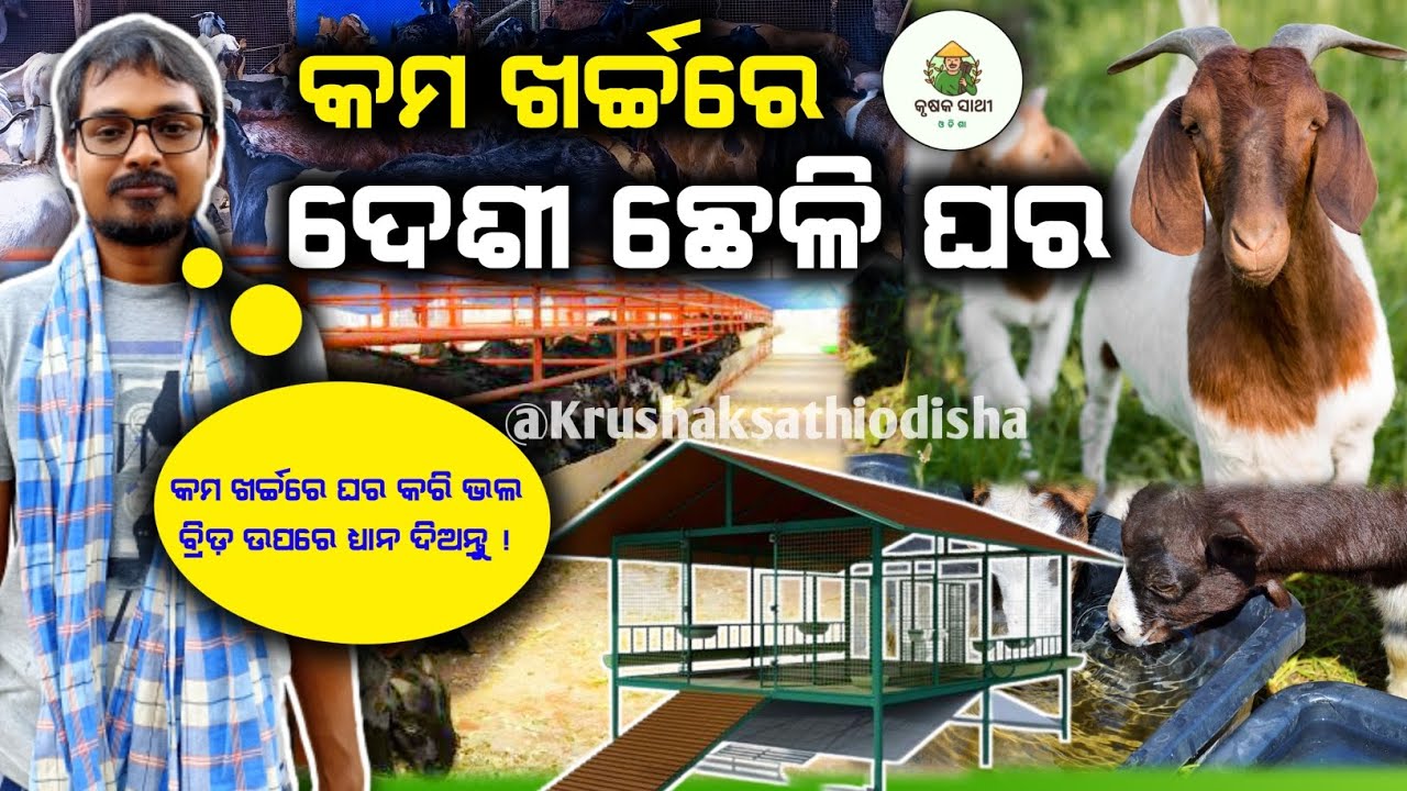 କମ ଖର୍ଚ୍ଚରେ ଦେଶୀ ଛେଳି ଘର | Low investment shade for desi variety goat ...