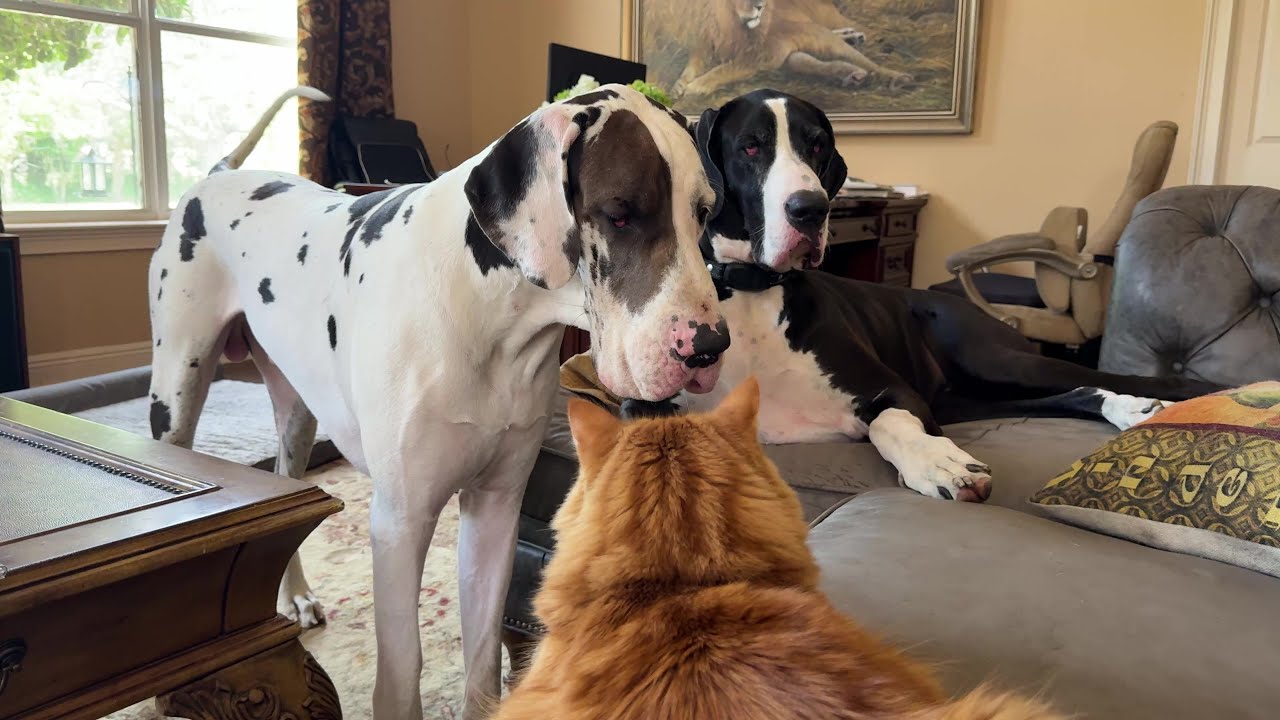 Funny Playful Cat Swats Harlequin Great Dane In Slow Motion - Cats Rule ...
