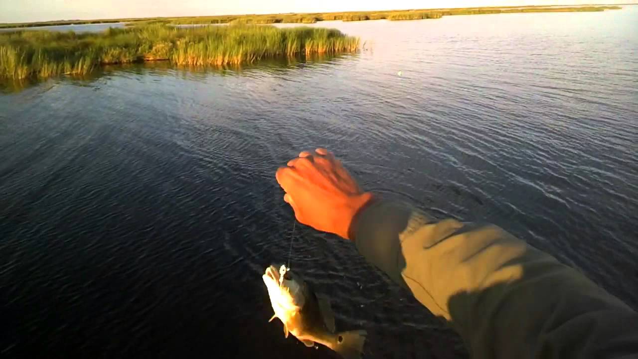 The Fish Call in action! - YouTube