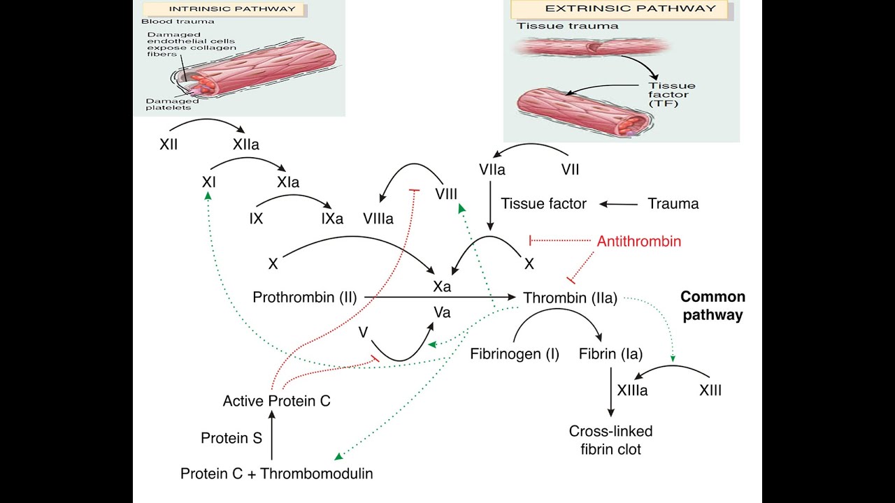 Mnemonics for remembering Blood clotting factors 1 to 12 - YouTube