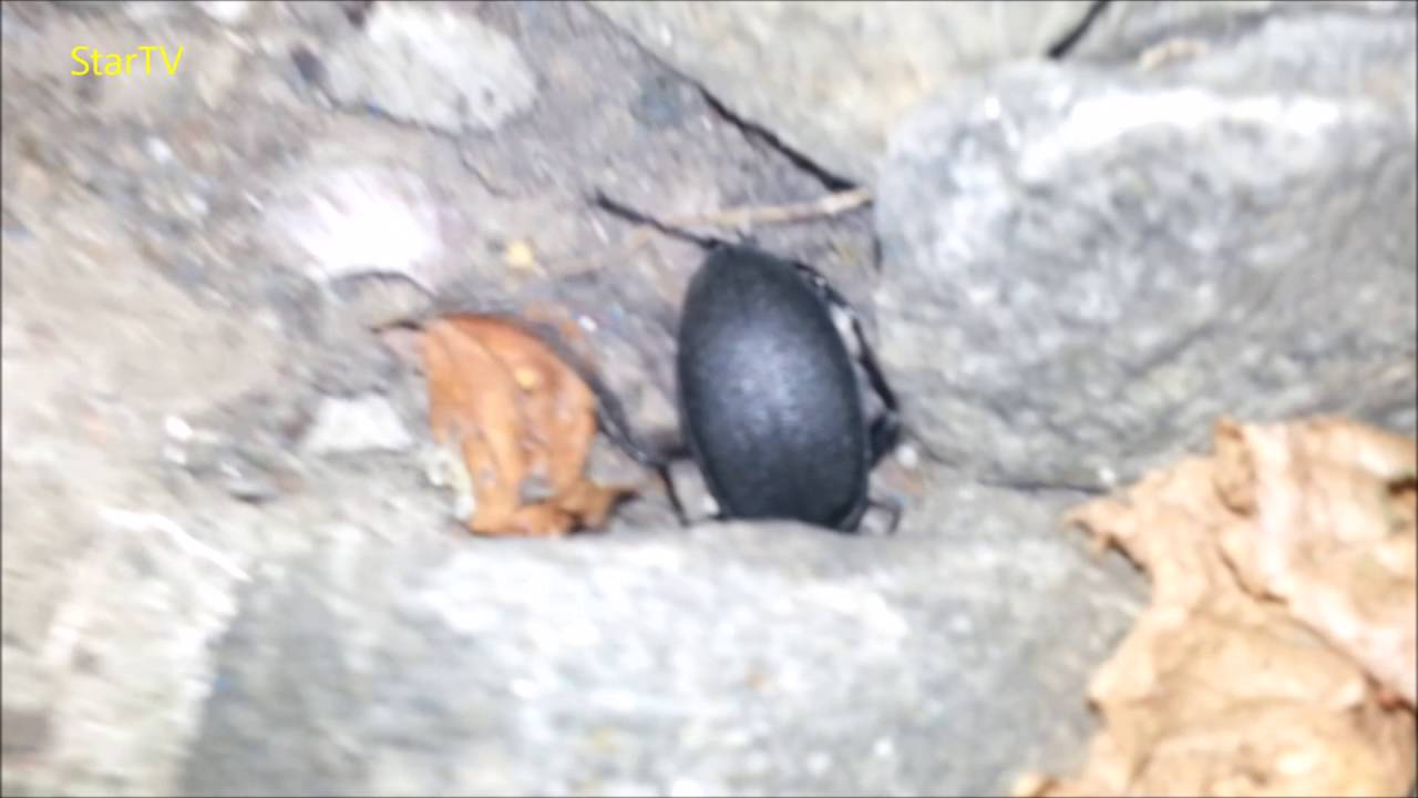 wielki czarny chrząszcz w ogrodzie,jaki to robal?biegacz - YouTube