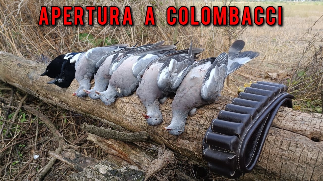APERTURA a COLOMBACCI 🐦🤩 - YouTube