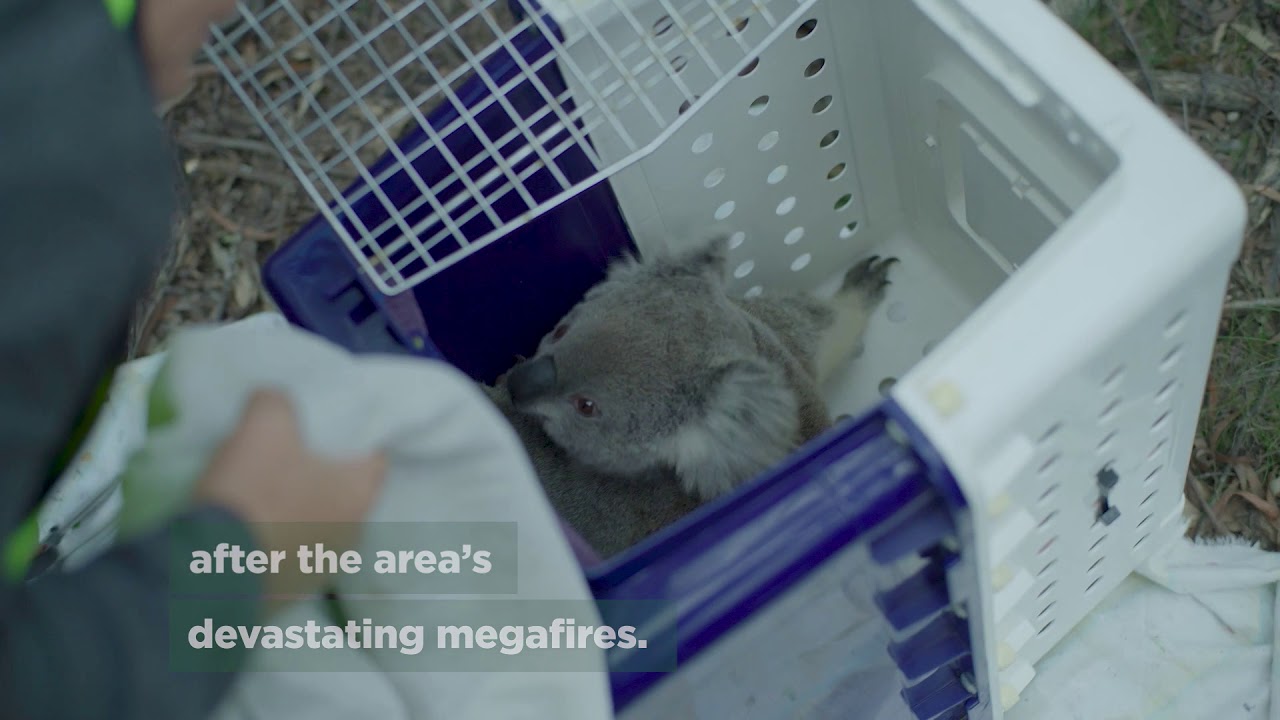 Saving Koalas in the Blue Mountains Australia - YouTube