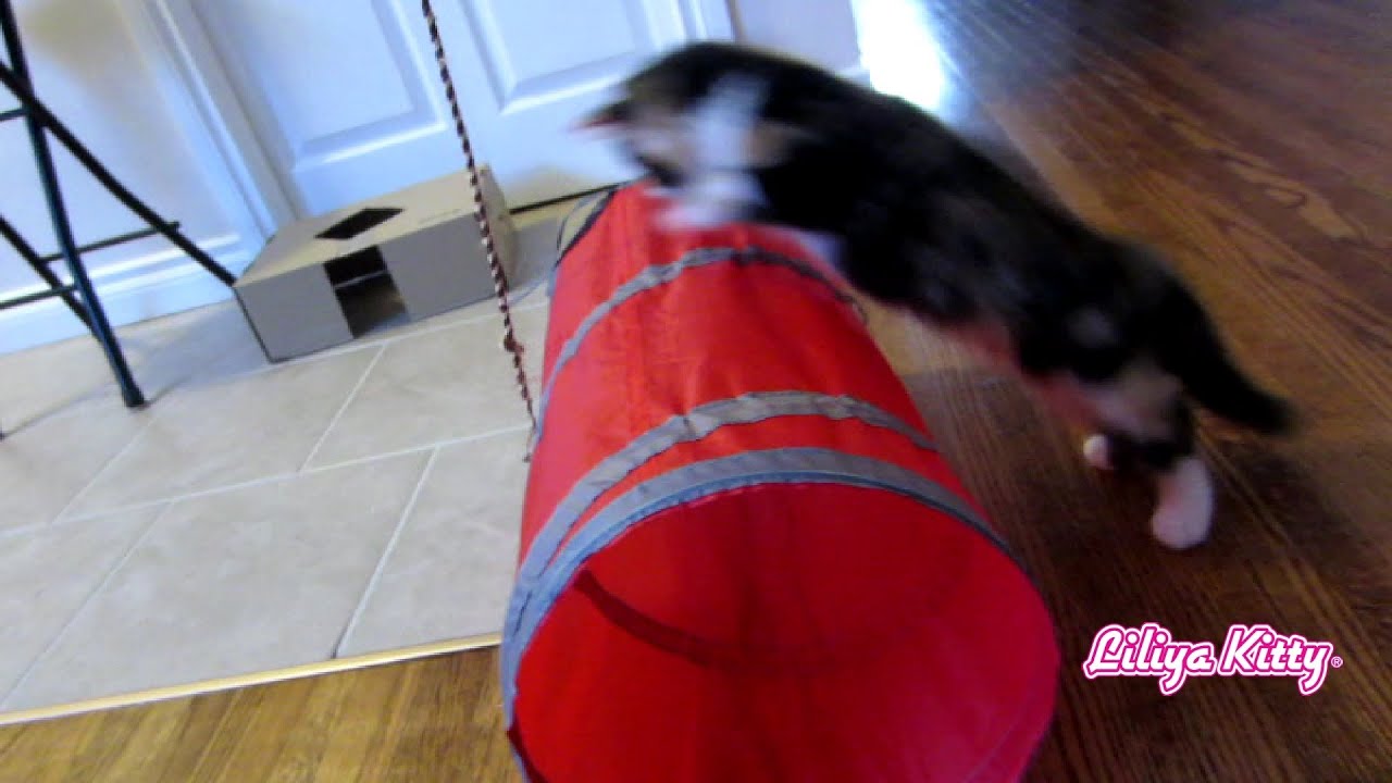 Cute Funny Cat Jumping Like a Horse - Funny Kitty Videos 2013 - YouTube