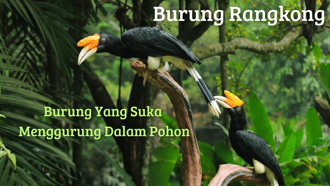 Kenali Burung Rangkong | Burung Yang Suka Mengurung Diri Dalam Pohon ...
