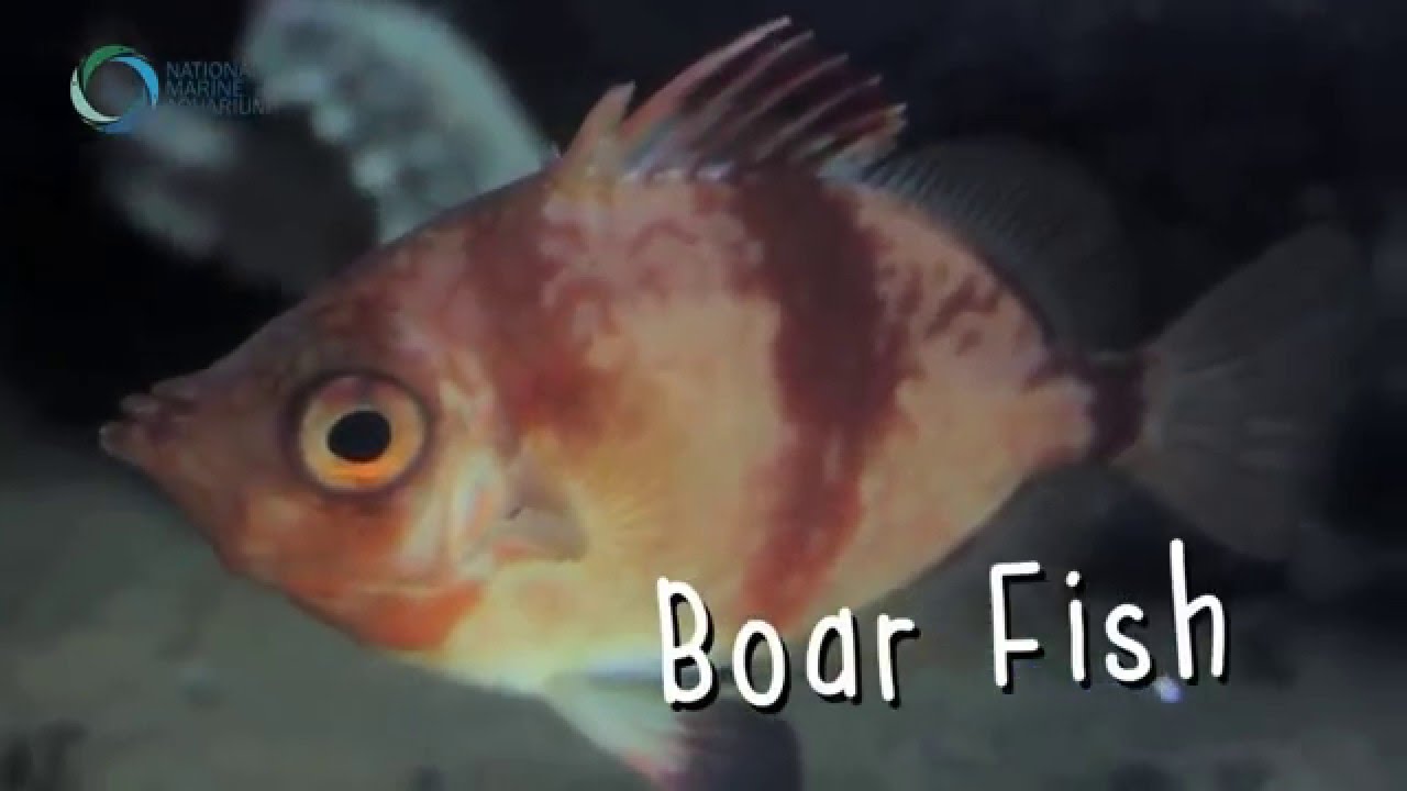 Have you ever thought British fish were boring?... - YouTube