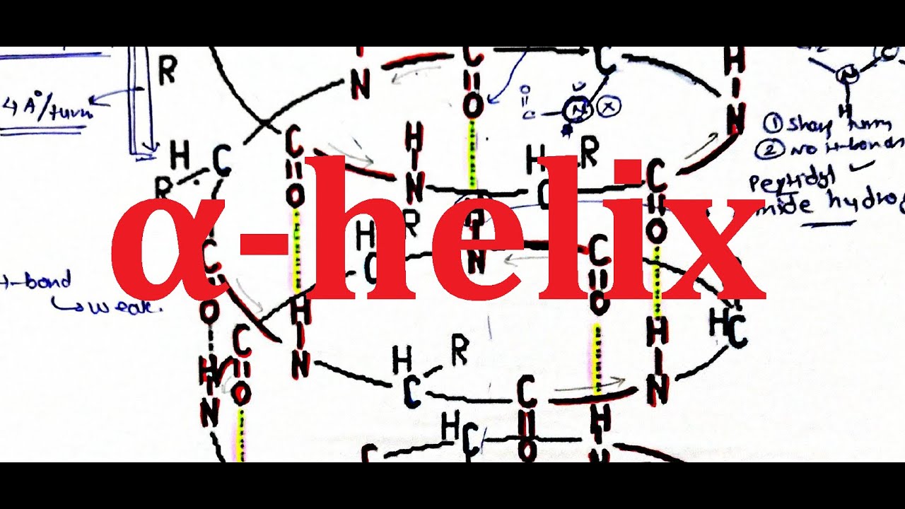 17. Secondary structure of proteins | Alpha helix - YouTube