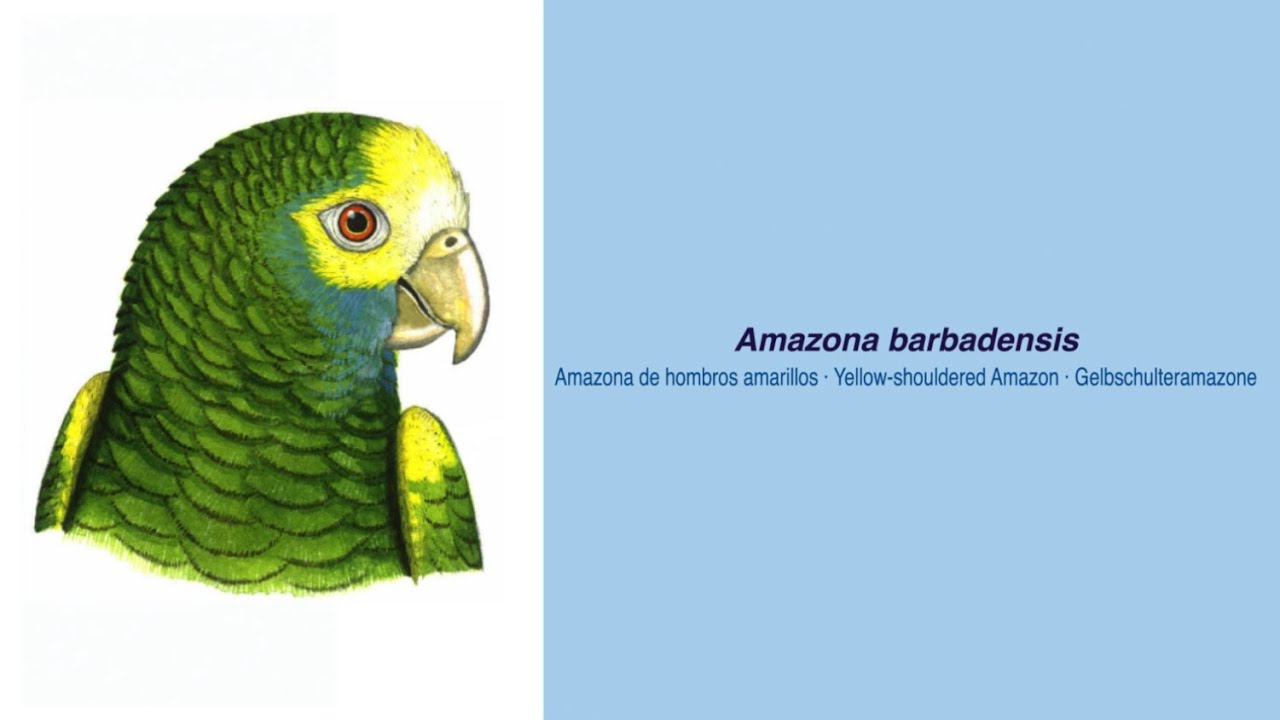 Video Encyclopedia of Parrot Species - #302 Amazona barbadensis - YouTube