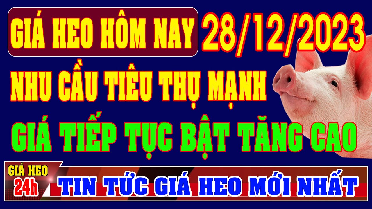 Giá heo hơi ngày 28/12/2023 - NHU CẦU TIÊU THỤ MẠNH, GIÁ TIẾP TỤC BẬT TĂNG CAO - YouTube