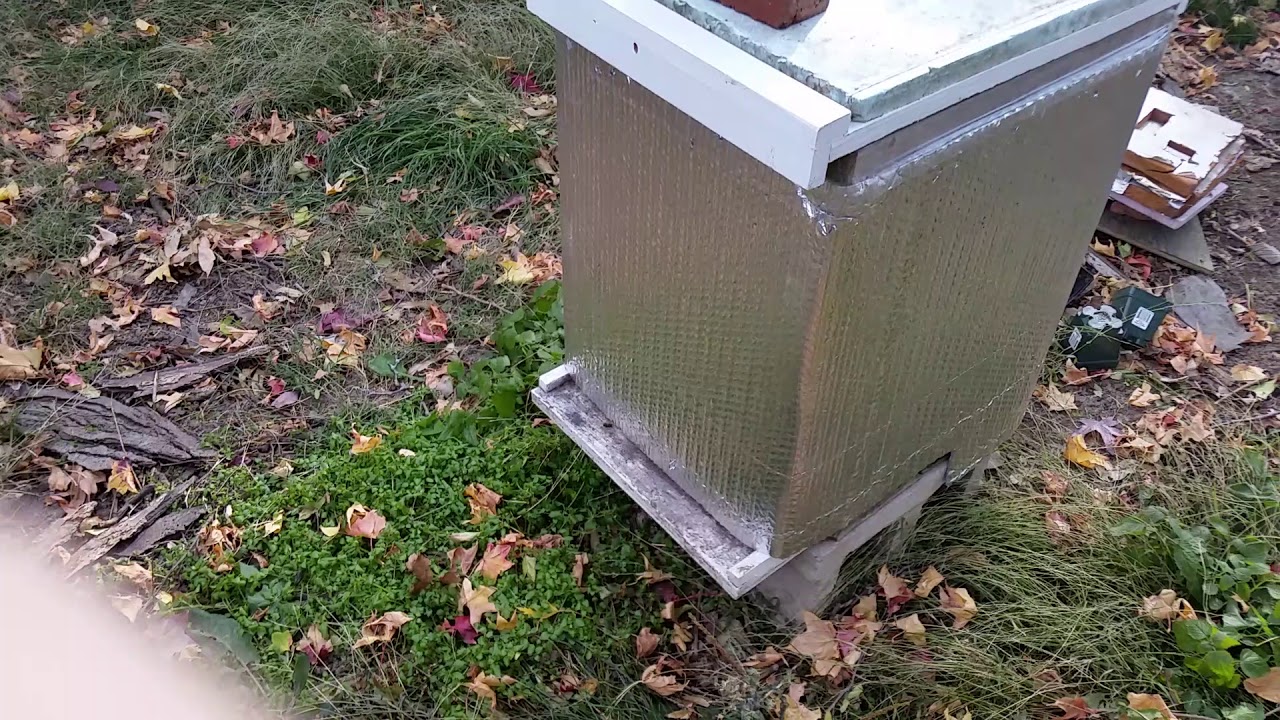 Winterizing a bee hive in central Illinois - YouTube
