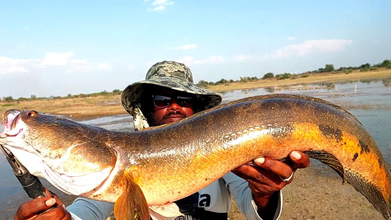 Amazing Attack Cobra Snakehead Biggest Snakehead | Ahtesham khan ...