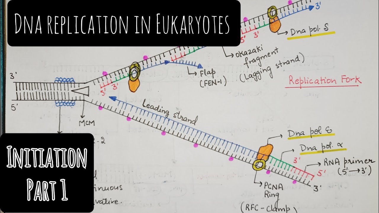DNA replication in Eukaryotes - Initiation process | Part-1| life ...