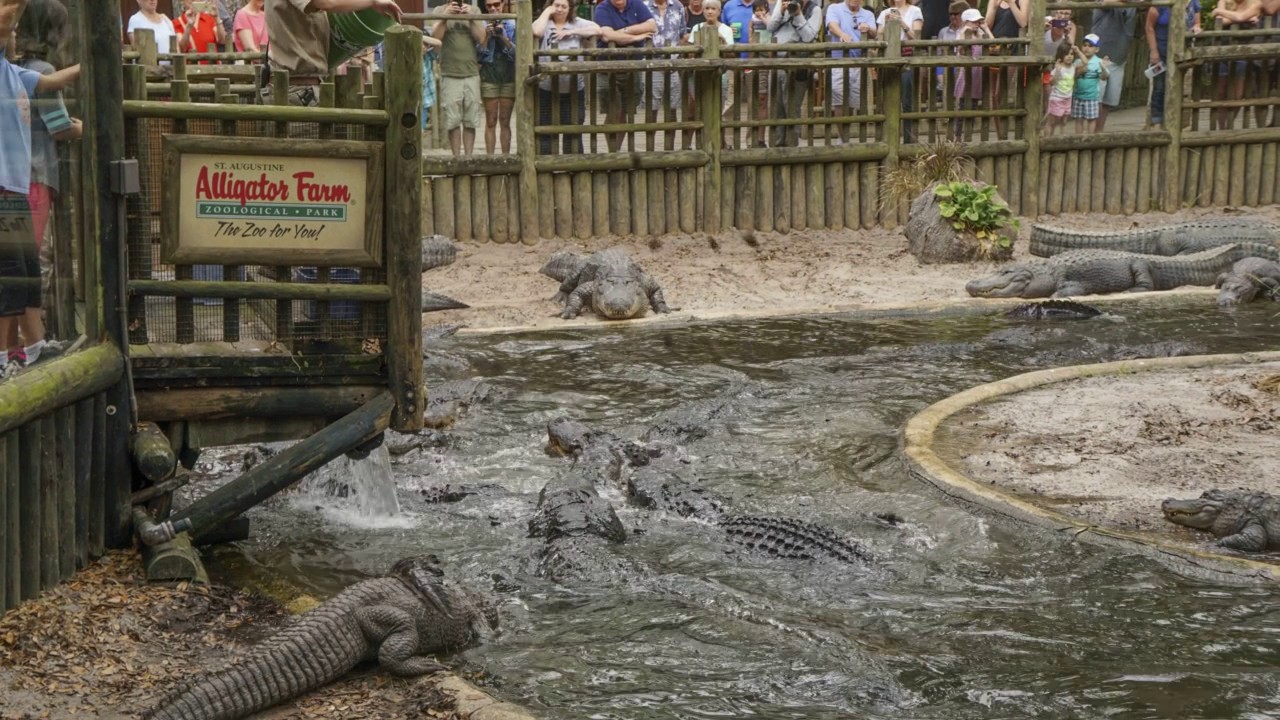 Gator Feeding Frenzy - YouTube