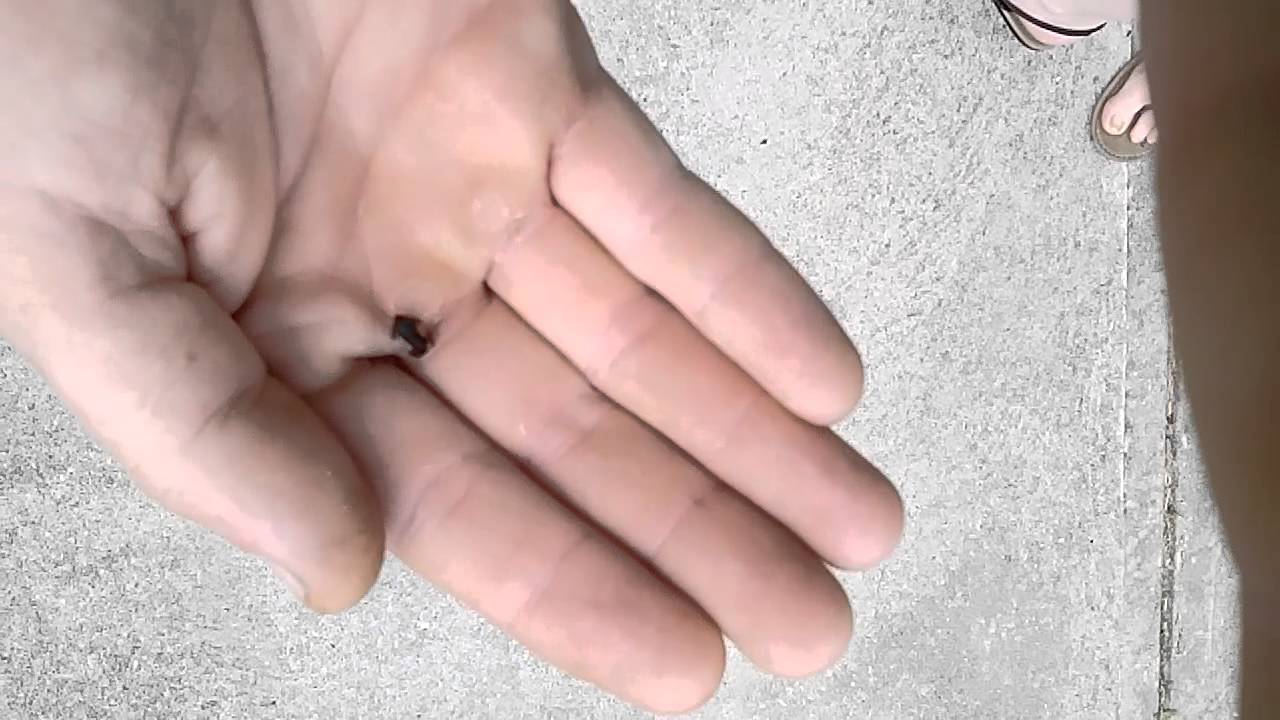 The tiniest thing Kate's ever loved... - YouTube