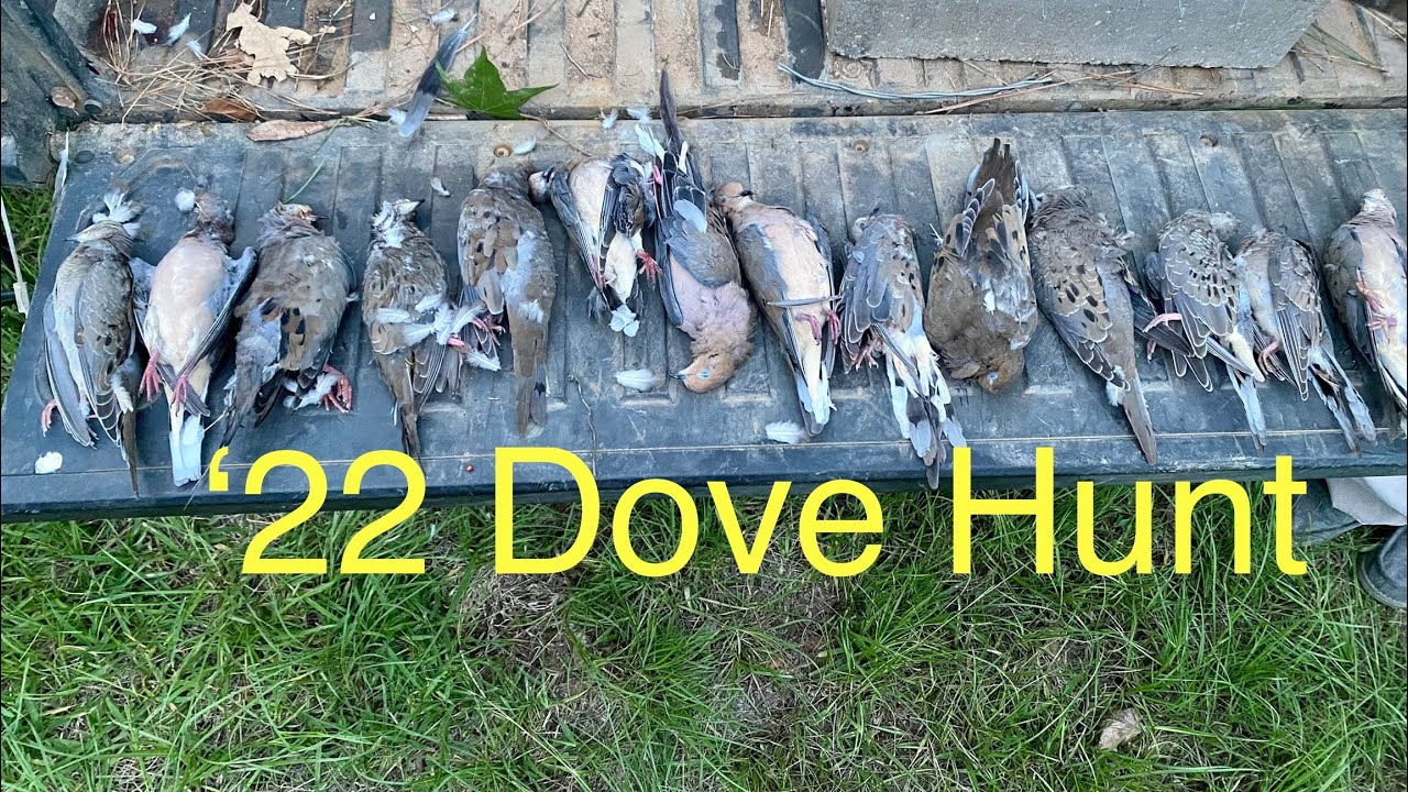 East Texas DOVE HUNT {CATCH CLEAN COOK} - YouTube