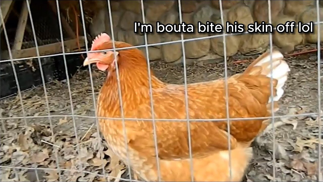 Cory feeding a chicken - YouTube