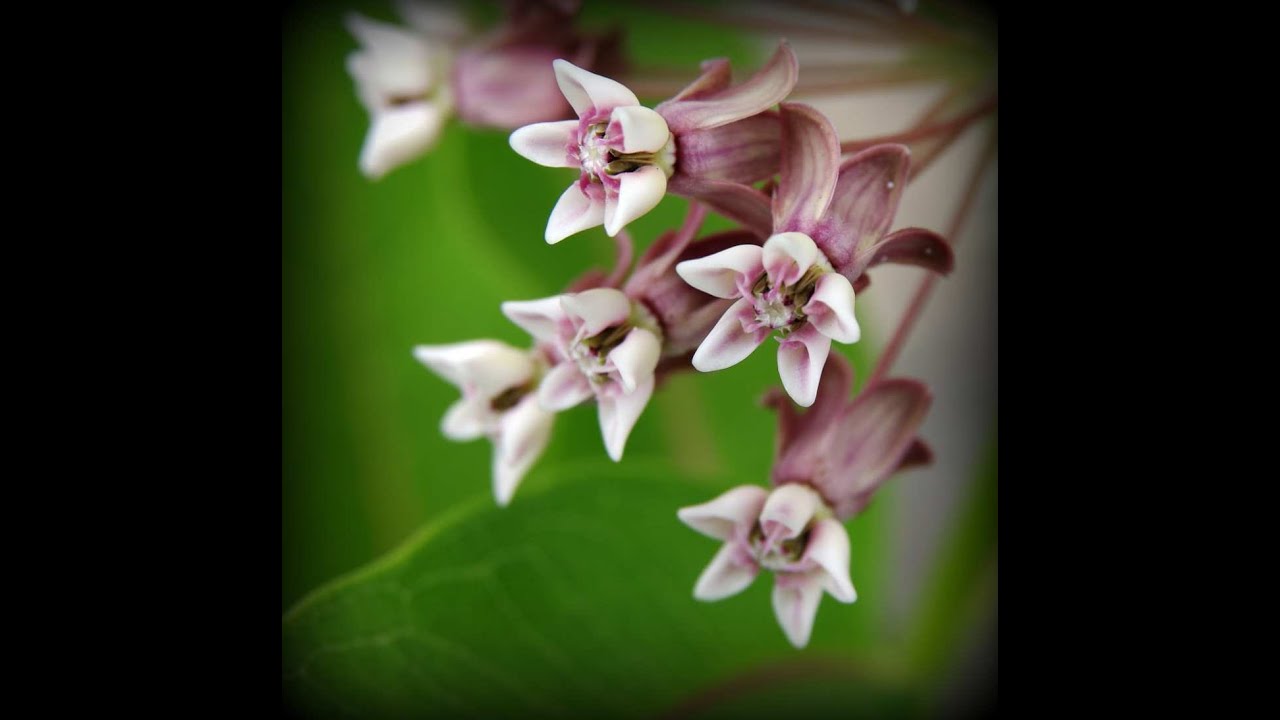 Lake Ontario Humber Bay Butterfly Wildflowers, Toronto Ontario - YouTube
