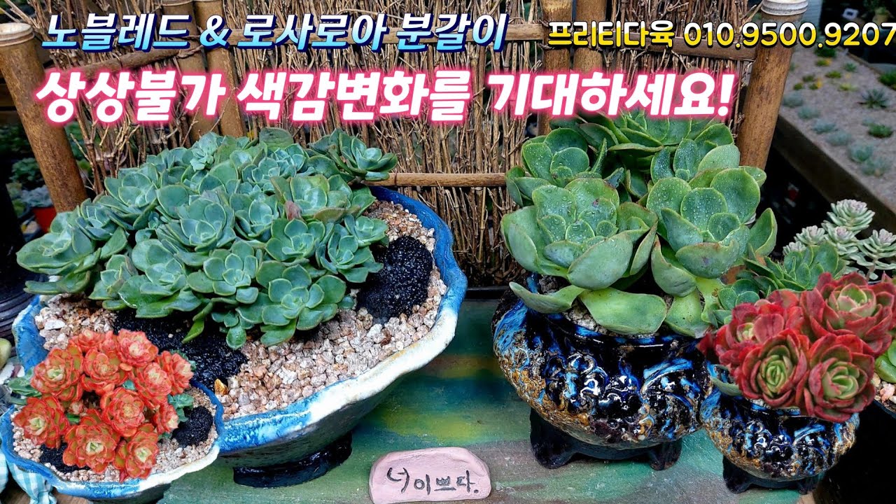 기대하세요 믿을 수 없는 색감으로 물이 들어주는 노블레드 And 로사로아 분갈이해요 여기는 프리티다육 01095009207