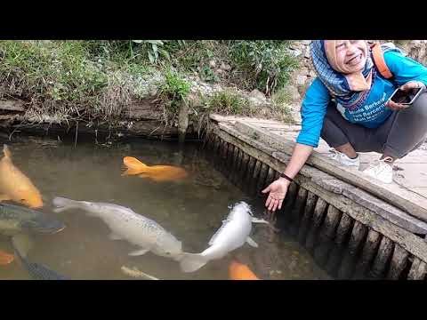 Ikan mas sinyonya