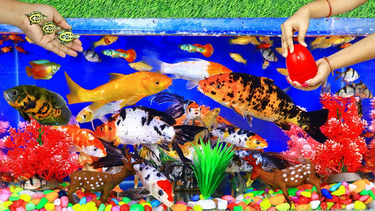 Really amazing fishing video with all cute pet fish ornamental fishes ...