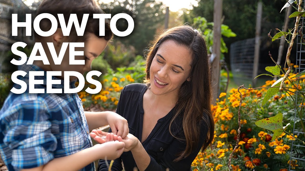 Seed Saving for Beginners - YouTube