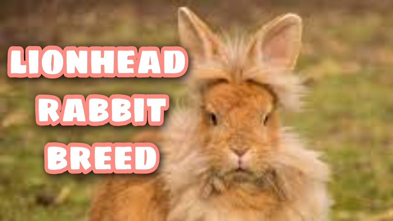 Lionhead Rabbit Breed-Rabbit Farming, Facts, Care and Travel - YouTube
