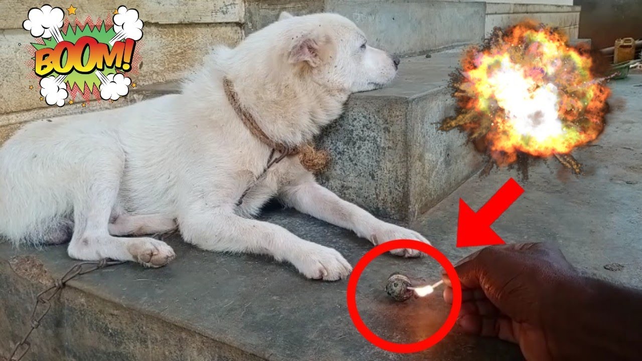 Dog prank in Public // best prank 2022 // @mostaquefilms - YouTube