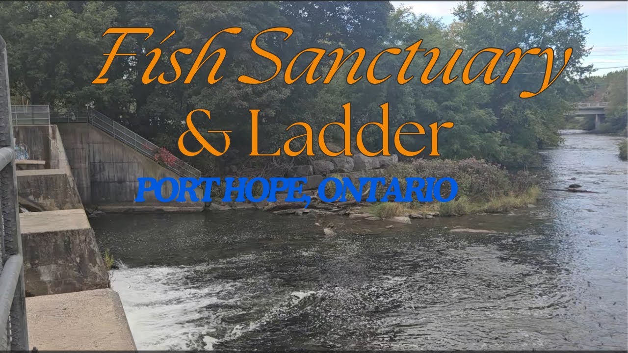 Port Hope Fish Sanctuary and Ladder - Annual Salmon Migration - YouTube