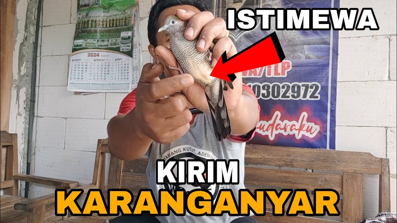 Proses Pengemasan Kirim Burung Perkutut Cemani Majapahit Ke Solo Lewat ...