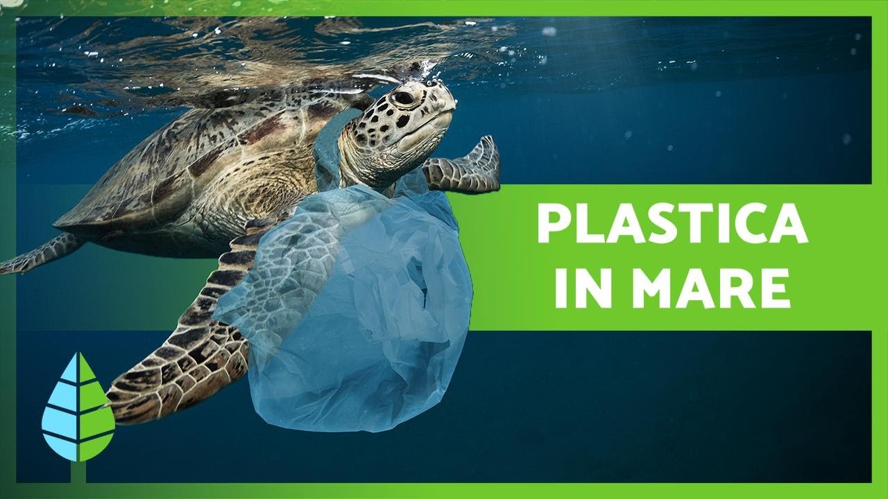 PLASTICA in MARE 🛍️🌊 Cause, Conseguenze e Soluzioni! - YouTube
