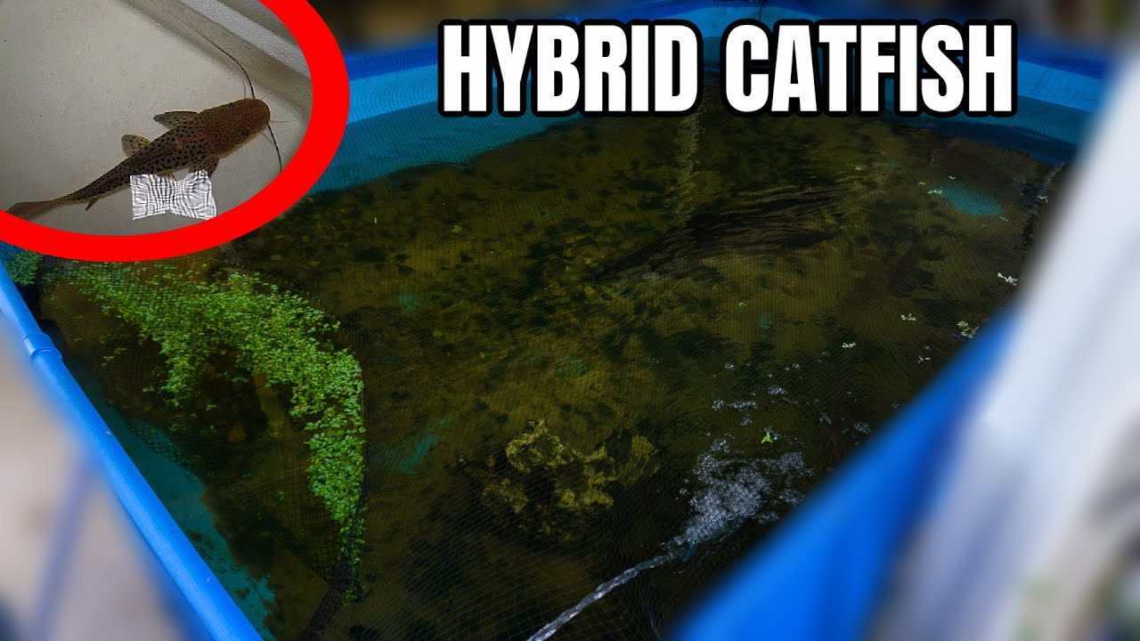 NEW HYBRID CATFISH For EXOTIC POND - YouTube