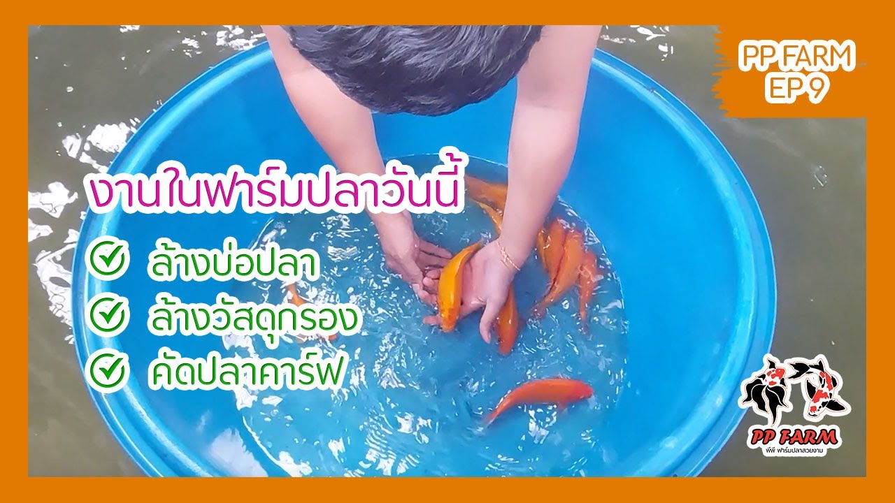 มาดู 1 วัน กับงานในฟาร์มปลา ที่ PP Farm กันครับ #ฟาร์มปลาคาร์ฟ #ฟาร์ม ...