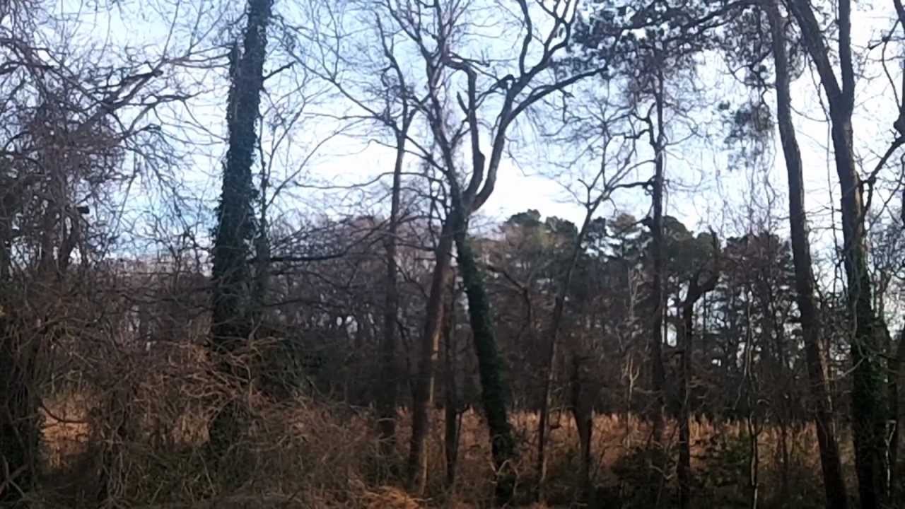 The Bitten (Trailer) - YouTube