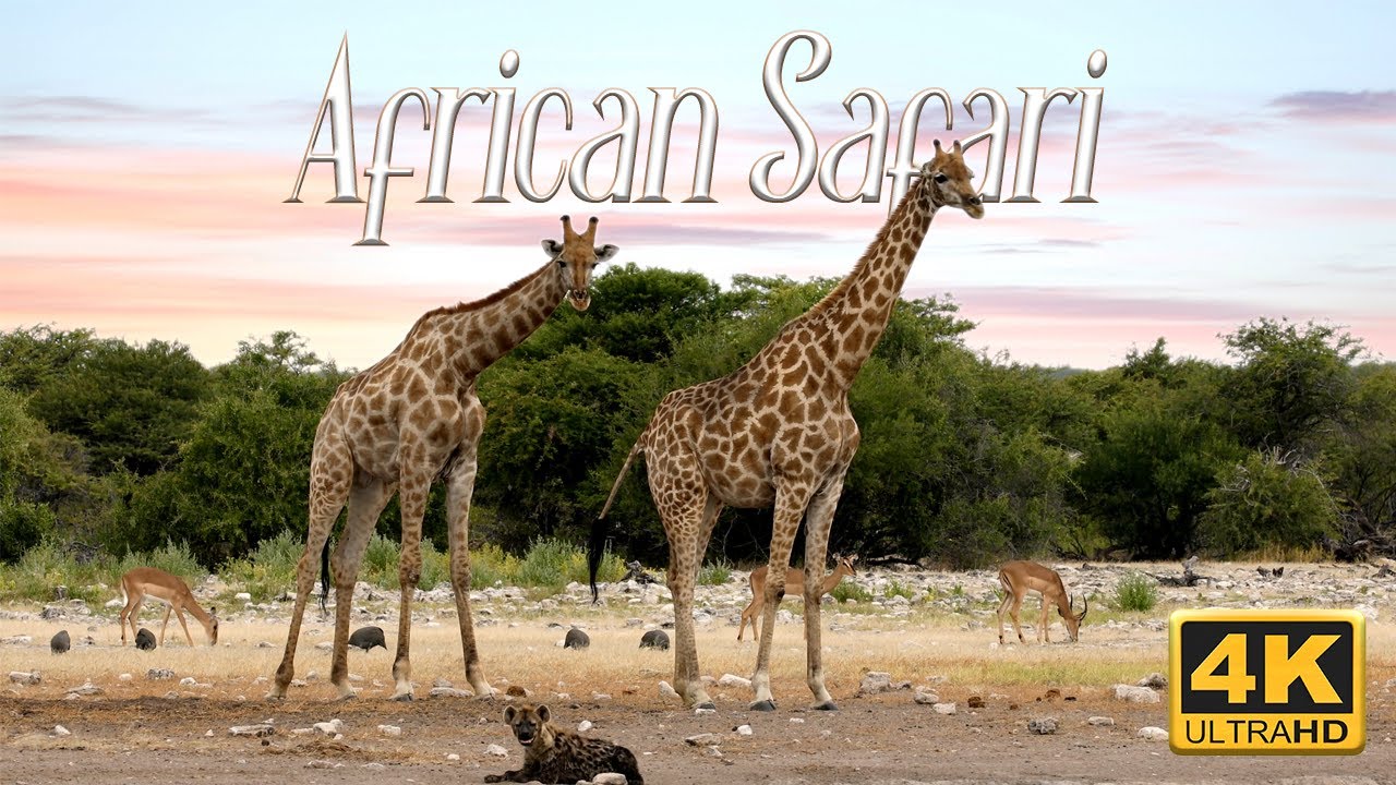 African Safari 4K｜Visual Journey to escape daily Life ｜Nature's Harmony ...