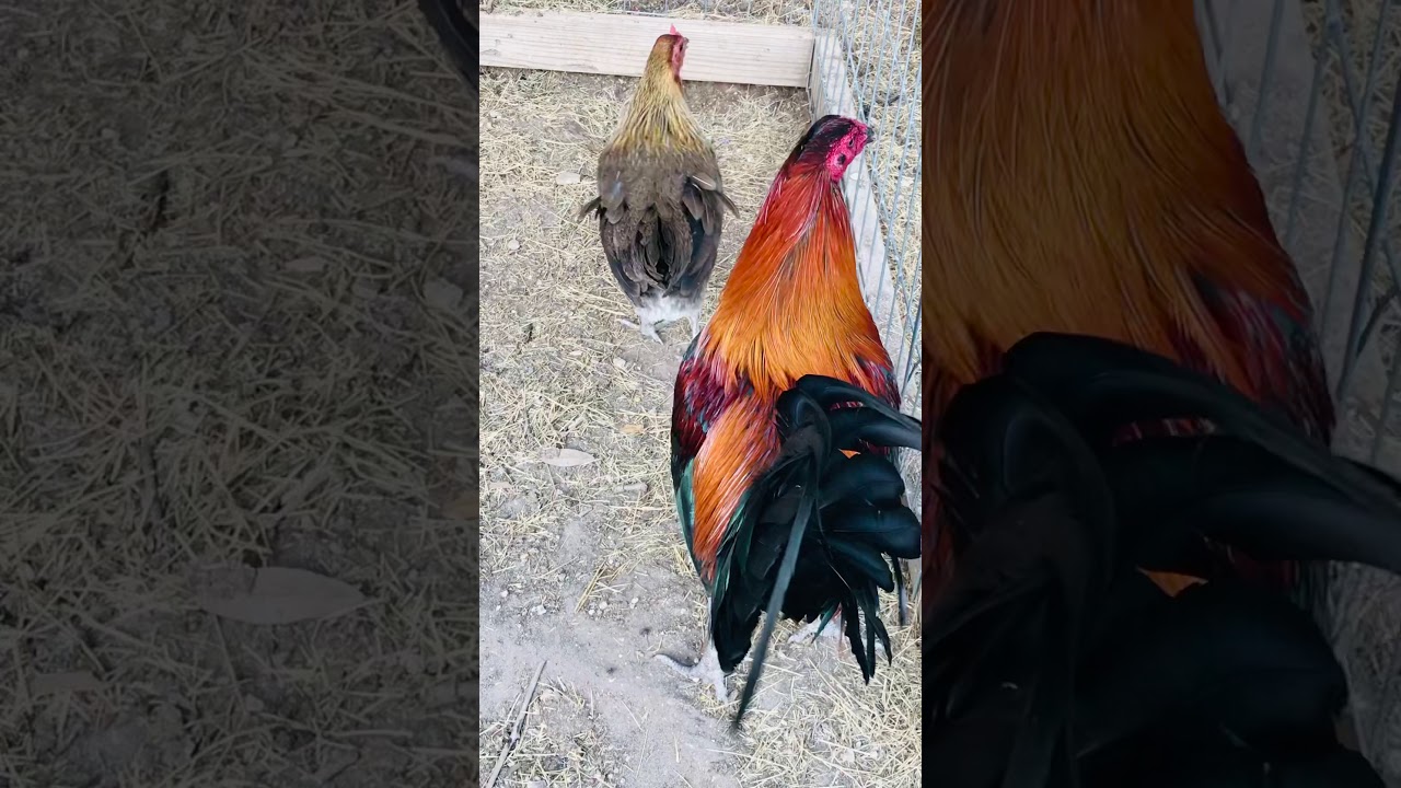 Peruvian GameFowl - YouTube
