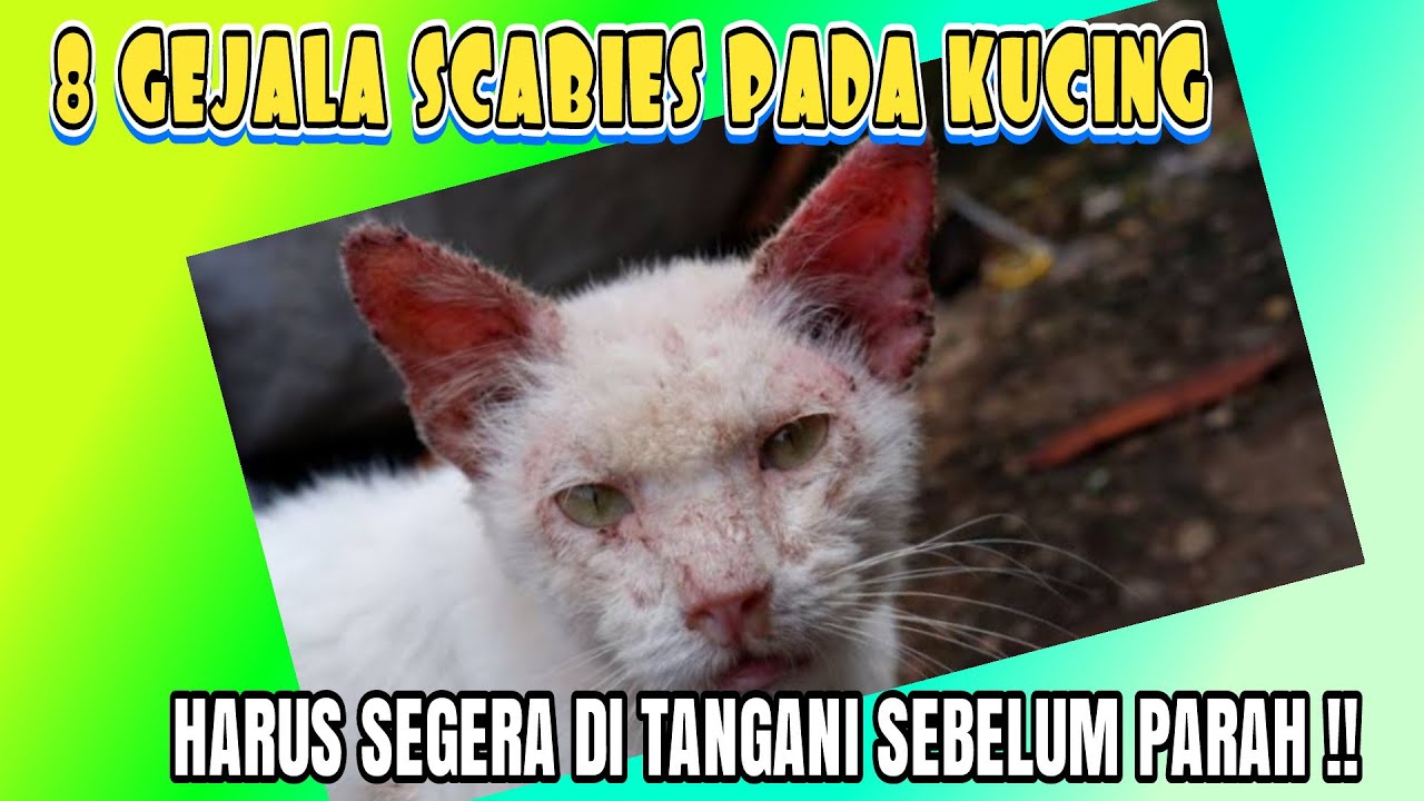 SCABIES PADA KUCING || MENGENAL SCABIES KUCING DAN GEJALANYA || scabies ...