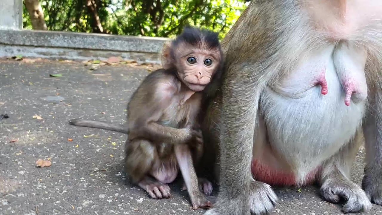 P..OOR busy baby monkey SARY try got food but MaMa monkey GITA was rejected her baby - YouTube