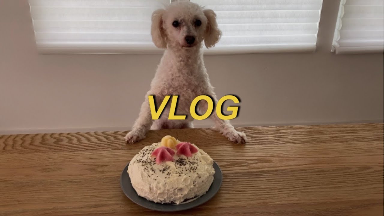 미국 일상 Vlog 초간단 파스타 요리 • 로투스 치즈케이크 베이킹 • 반려견 셀프미용 • 집에서 스타벅스 바닐라 스위트크림