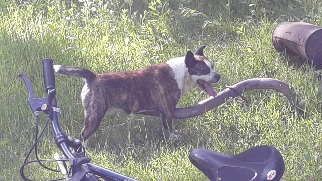 my dawg messin w/ the hundred year old pipe lol - YouTube